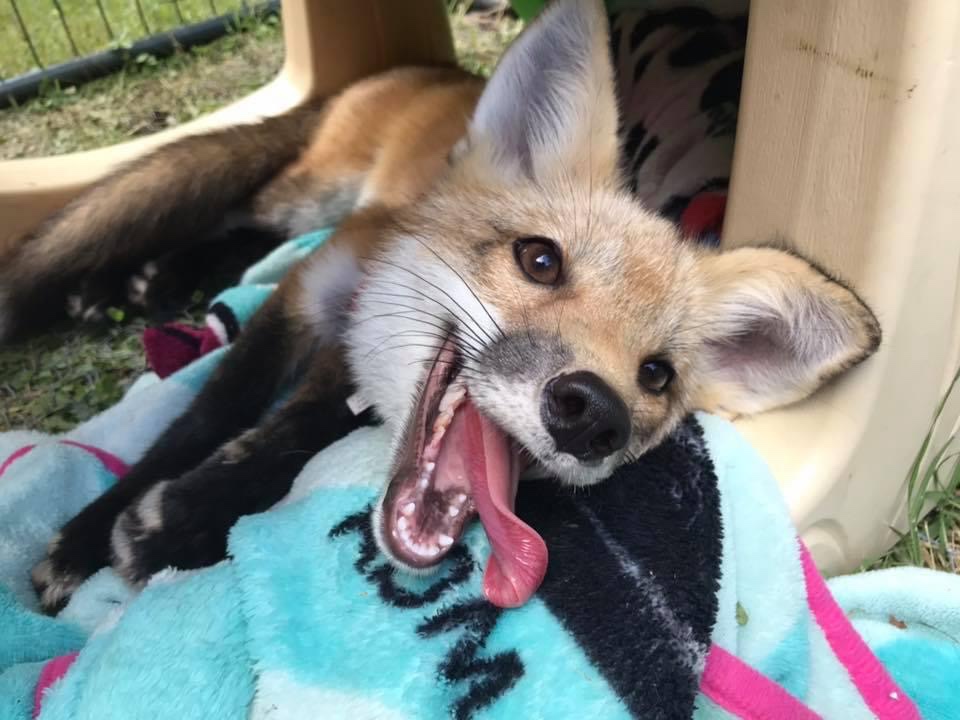 Transparency and Ethics – For Fox Sake Wildlife Rescue