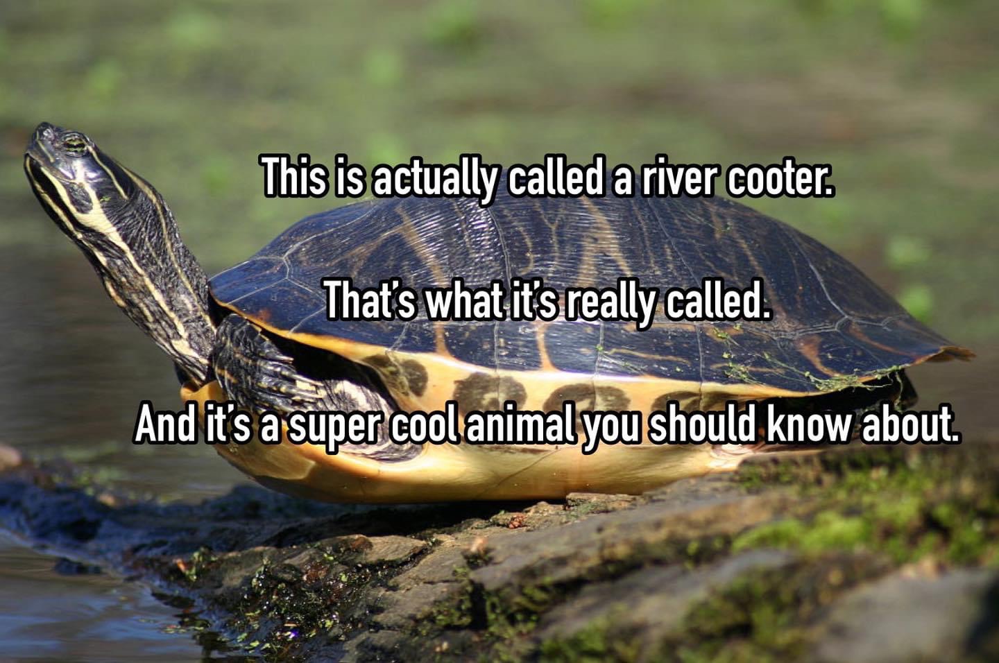 All About Cooters – For Fox Sake Wildlife Rescue