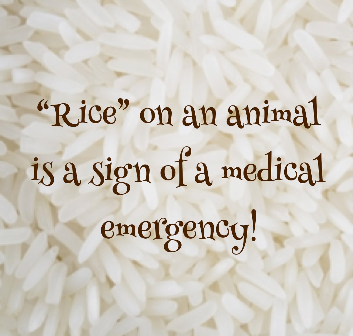 Rice-Like Grains on Wild Animals are an Emergency – For Fox Sake ...
