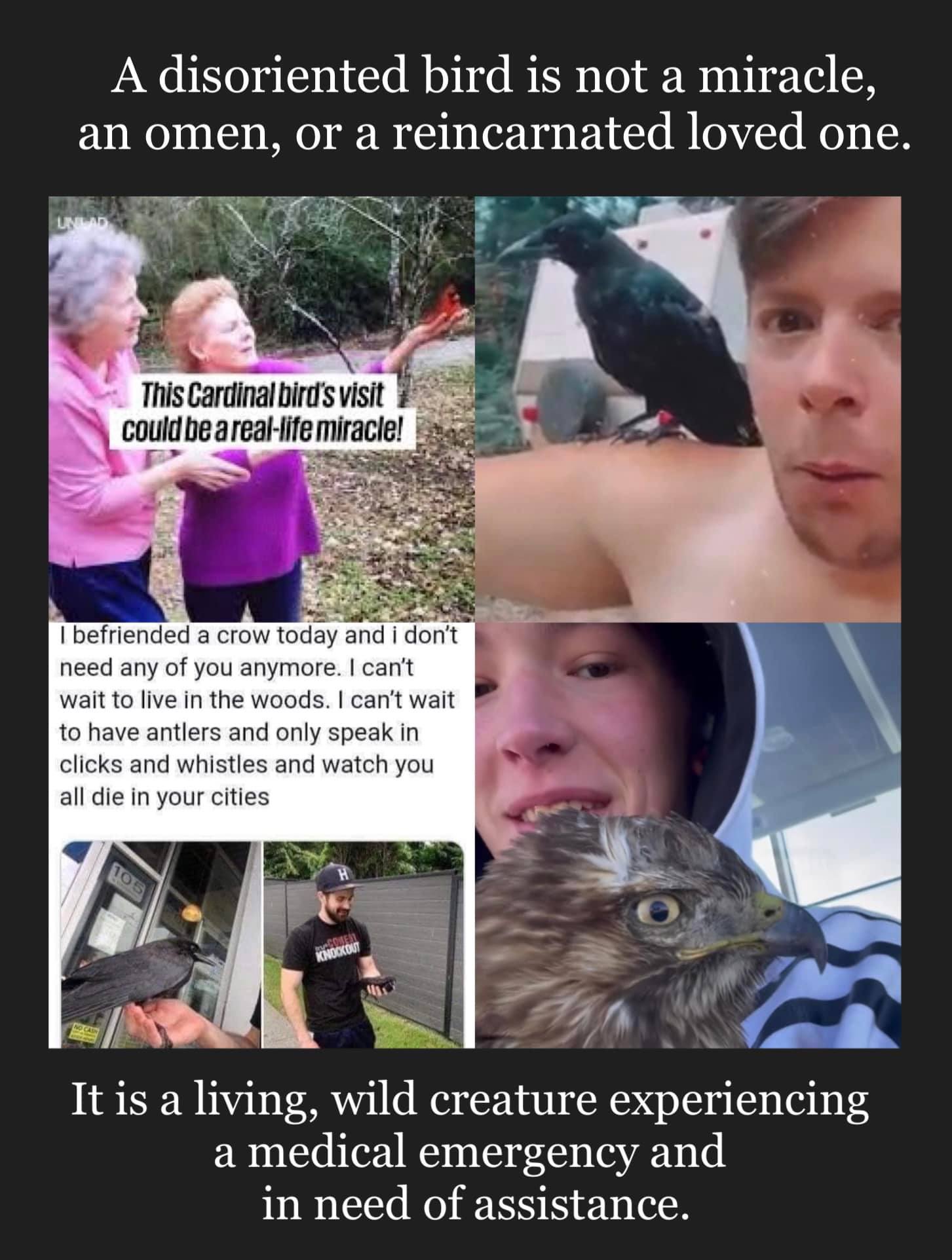 Confused Birds: Not Miracles or Social Media Accessories – For Fox Sake ...