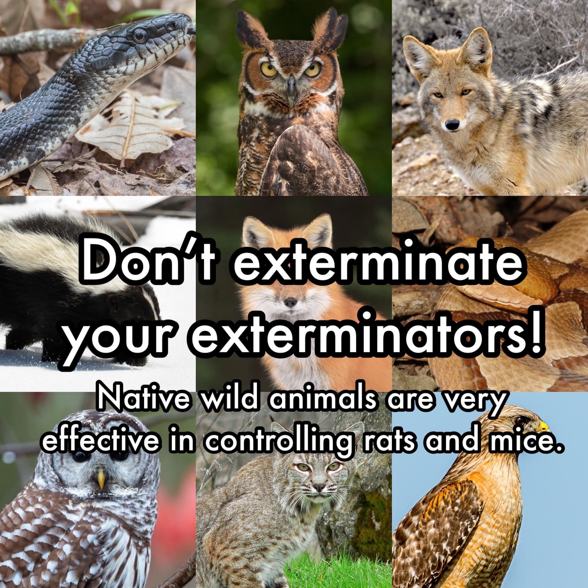 Don’t Exterminate Your Exterminators – For Fox Sake Wildlife Rescue