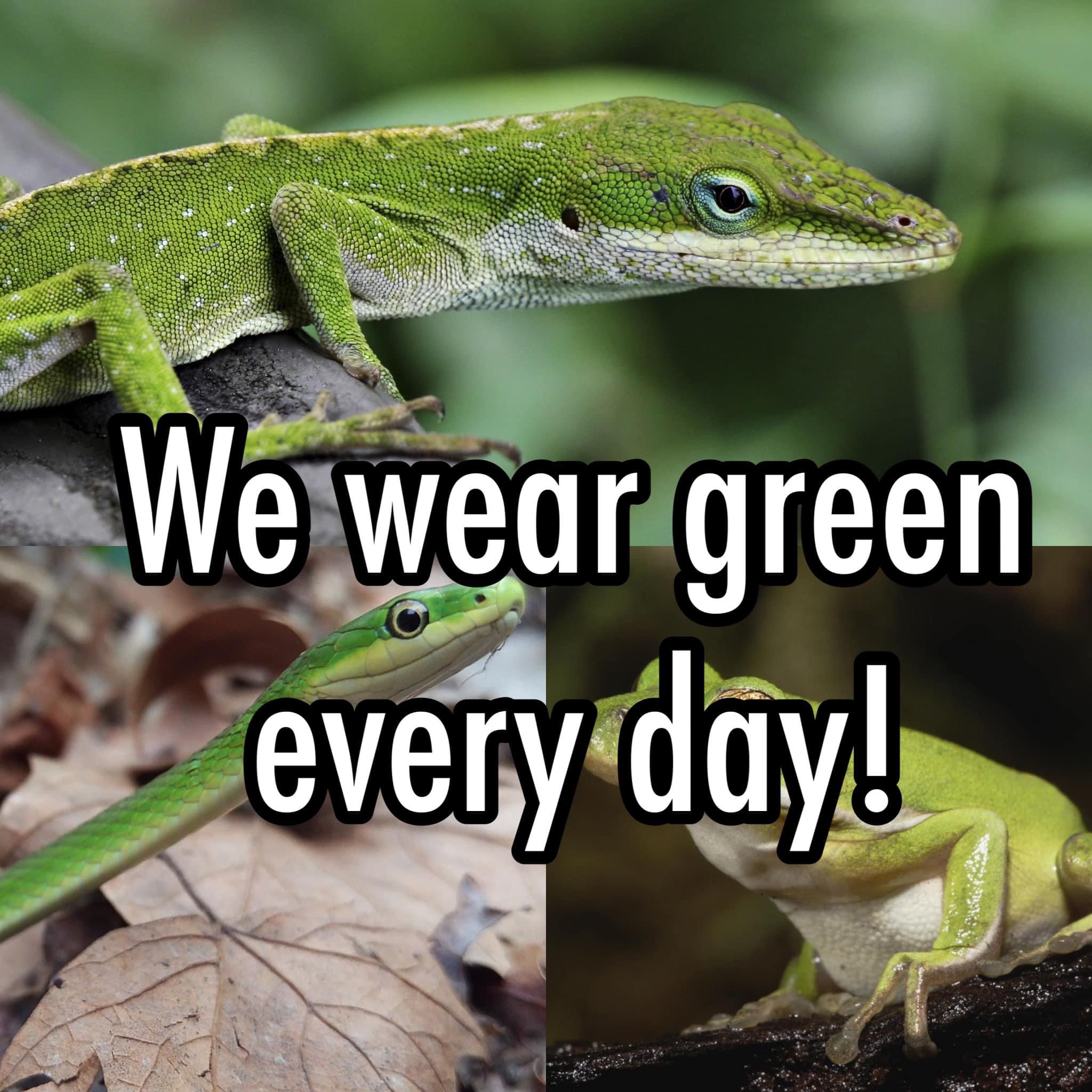 Our Structurally Green Wildlife – For Fox Sake Wildlife Rescue