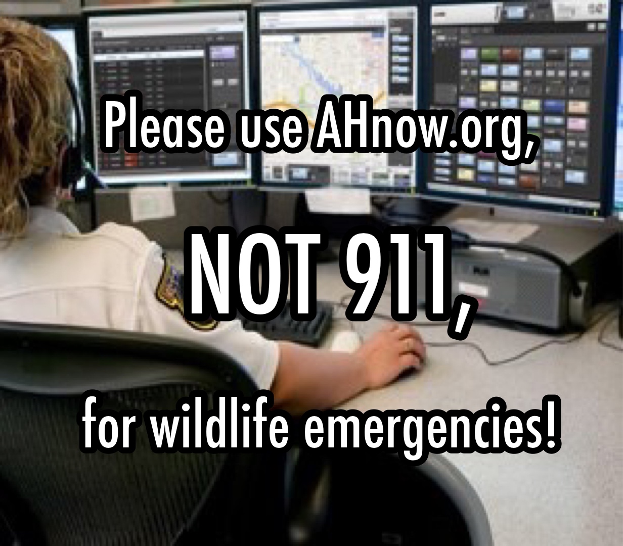 Use AHnow, Not 911, for Wildlife Emergencies – For Fox Sake Wildlife Rescue