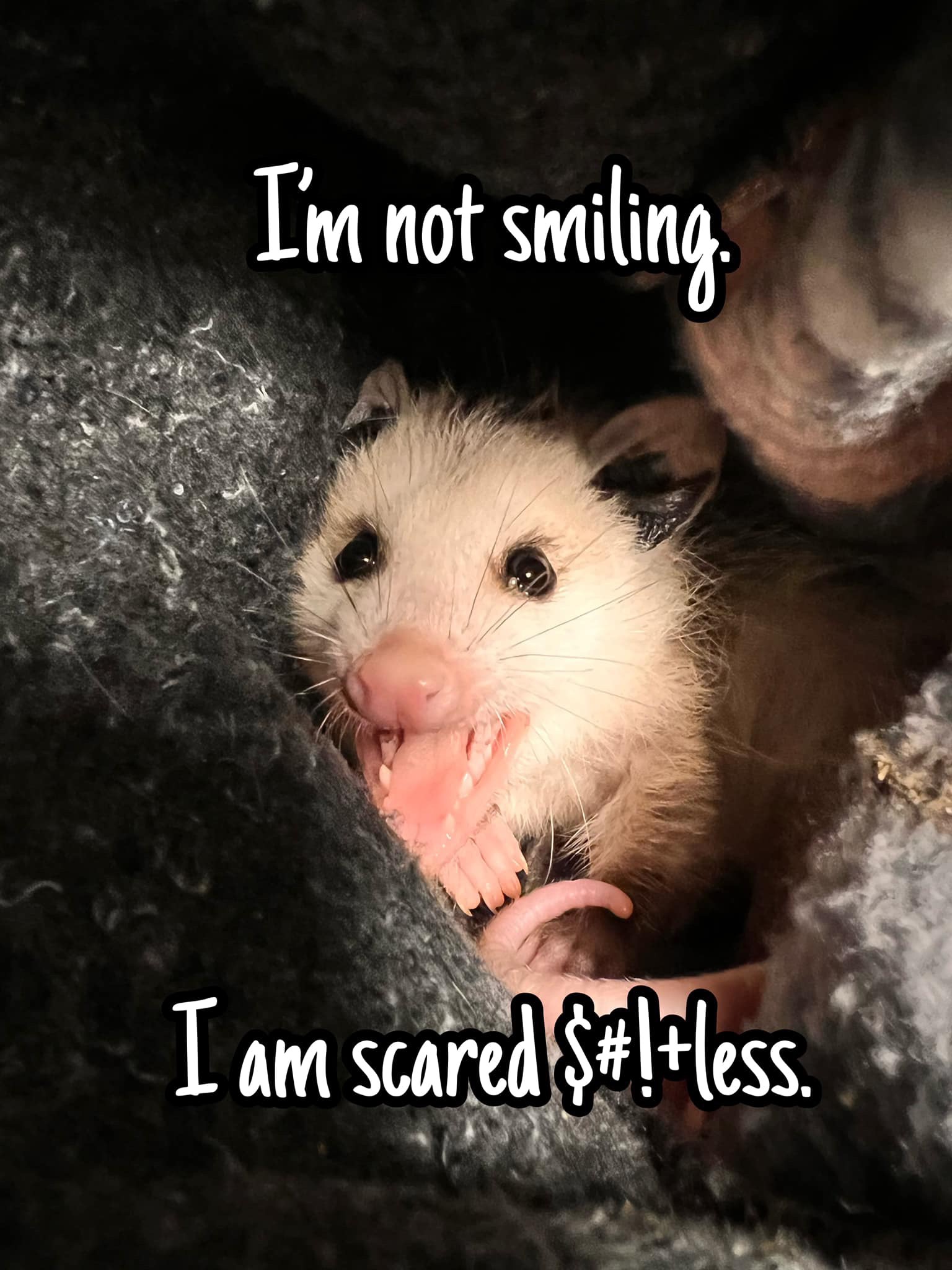 Smiling Opossums: Scared, Not Happy – For Fox Sake Wildlife Rescue