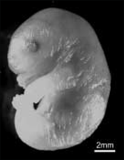 Amazing Newborn Opossum Development – For Fox Sake Wildlife Rescue