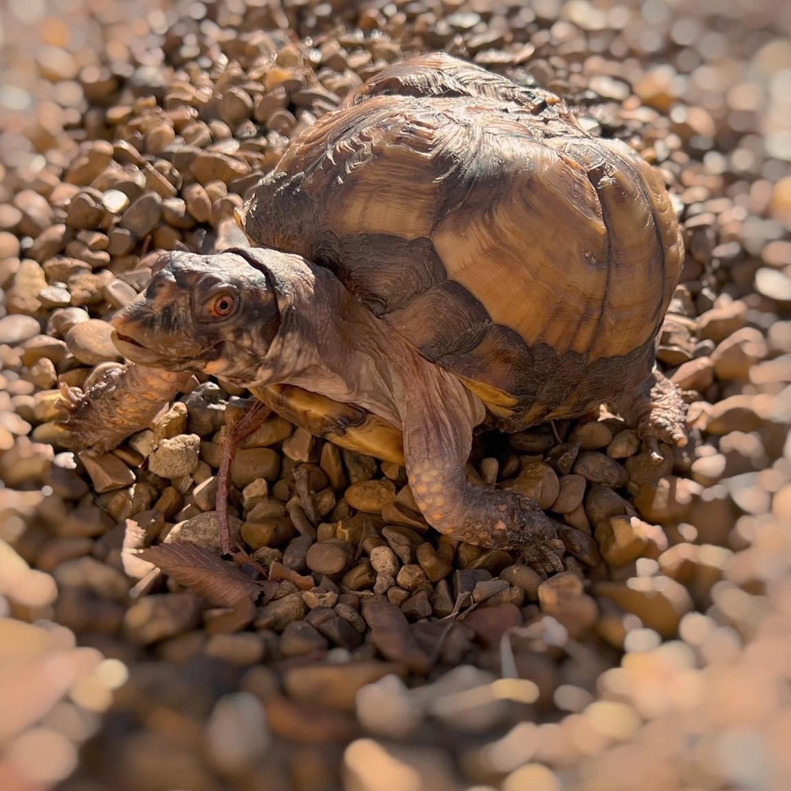 Ambassadors – For Fox Sake Wildlife Rescue