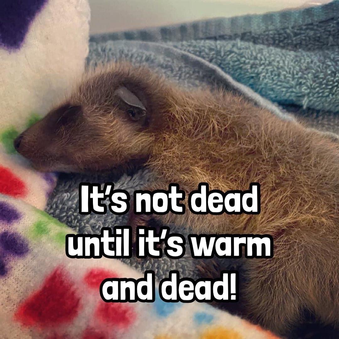 It’s Not Dead Until It’s Warm and Dead: Saving Unresponsive Animals ...