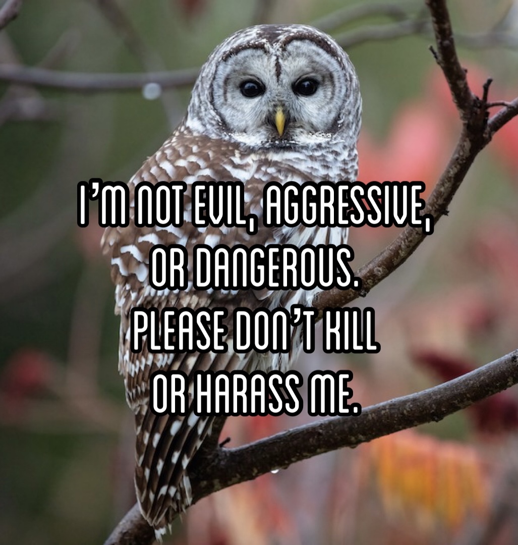 Don’t Fear Owls – For Fox Sake Wildlife Rescue