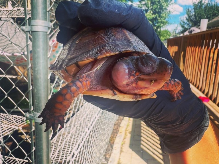 Box Turtle Facial Inflammation Syndrome – For Fox Sake Wildlife Rescue