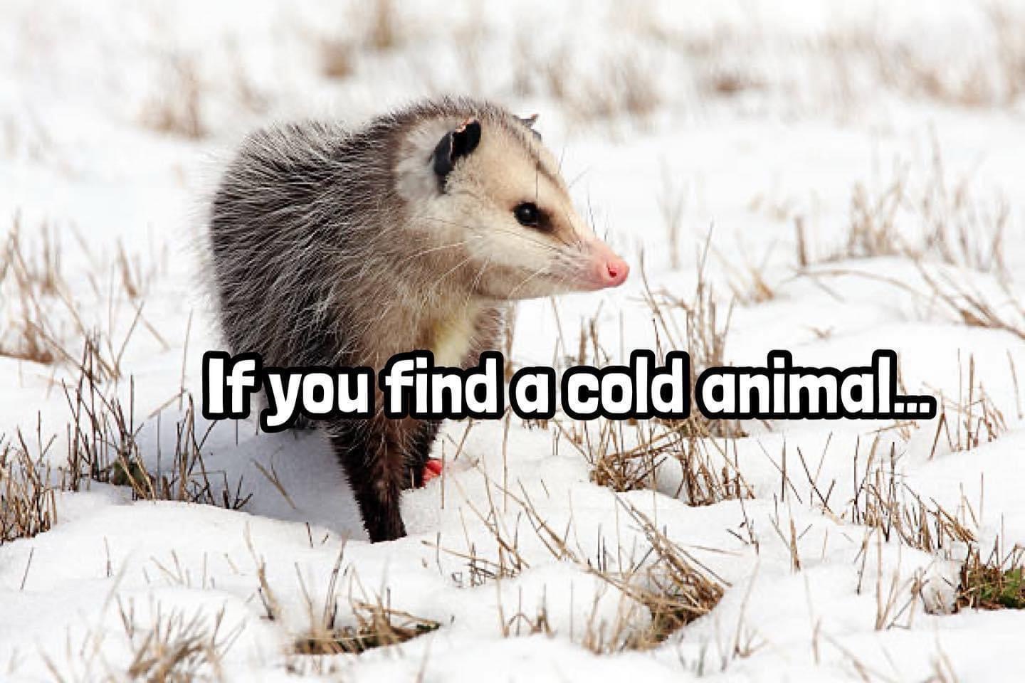 What to do if you find a cold wild animal – For Fox Sake Wildlife Rescue