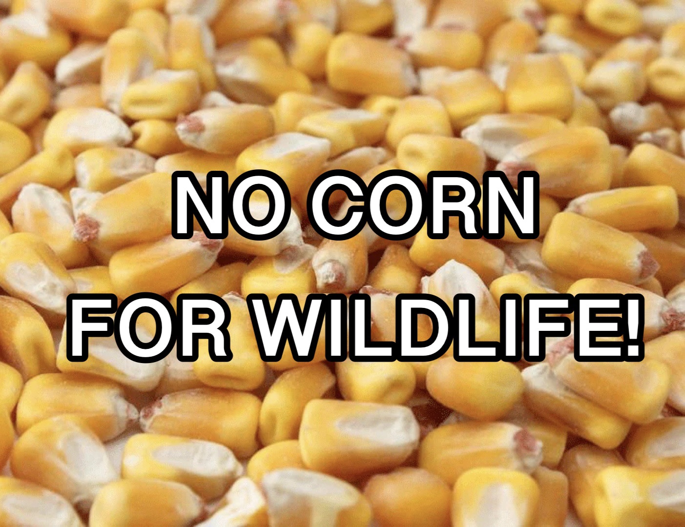 Don’t Feed Corn to Wildlife! – For Fox Sake Wildlife Rescue