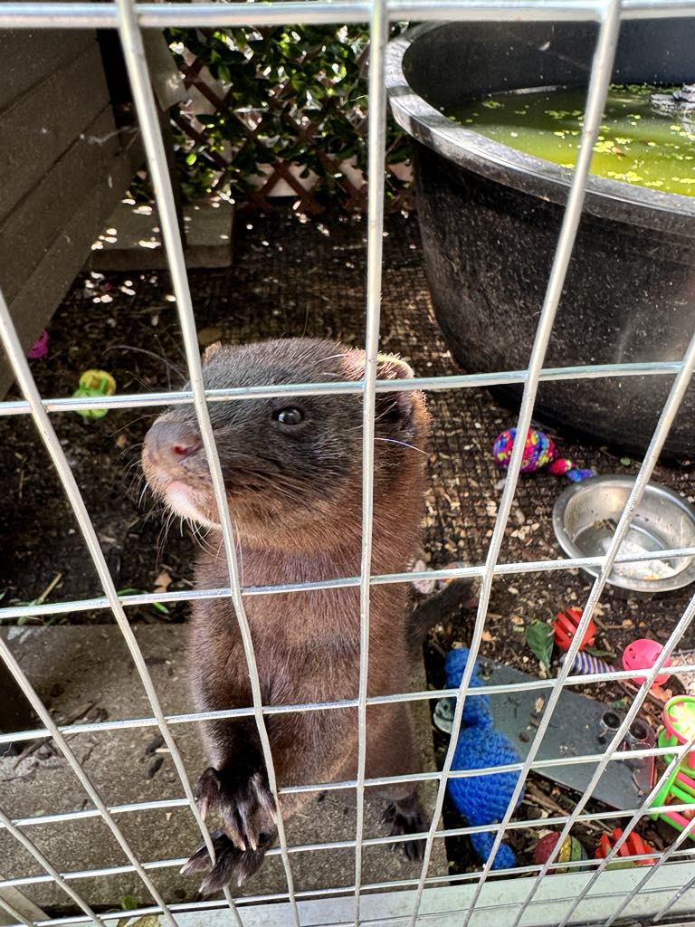 Support Our Work – For Fox Sake Wildlife Rescue